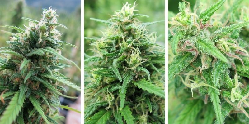 Que son los tricomas del cannabis - Cannabis Legal en Lima